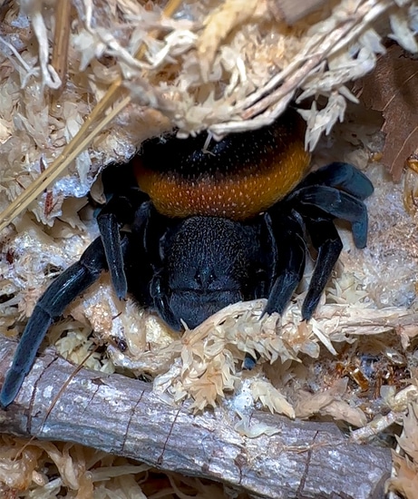 Eresus Walckenaeri - Giant Orange Ring Velvet Spider - “Giant ...