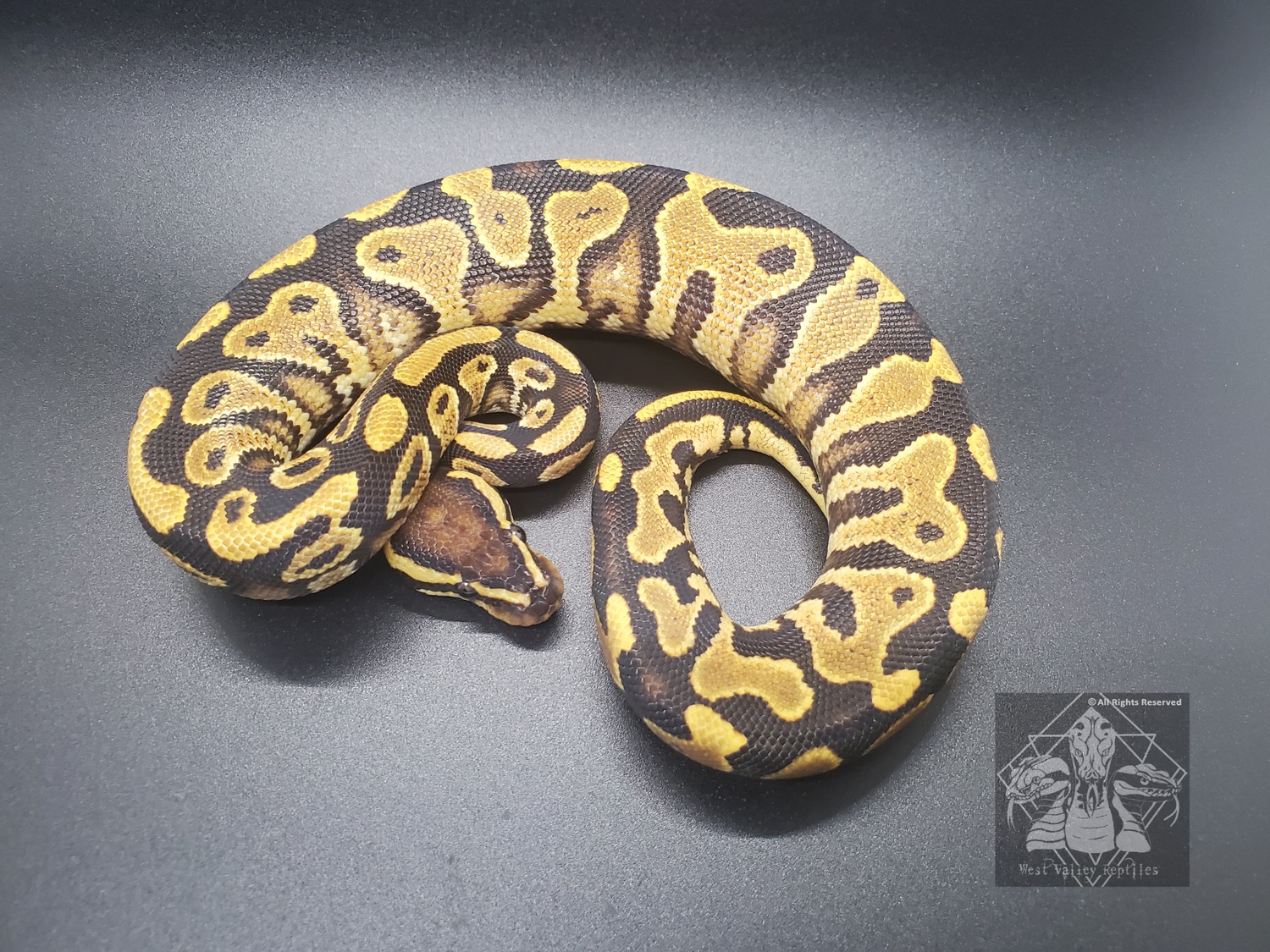 Yellowbelly Double Het Dreamsicle Ball Python by West Valley Reptiles ...