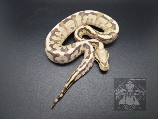 Vanilla Cream Ball Python by West Valley Reptiles