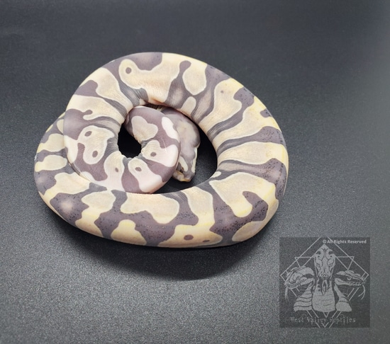 Fire Scaleless Ball Python by West Valley Reptiles