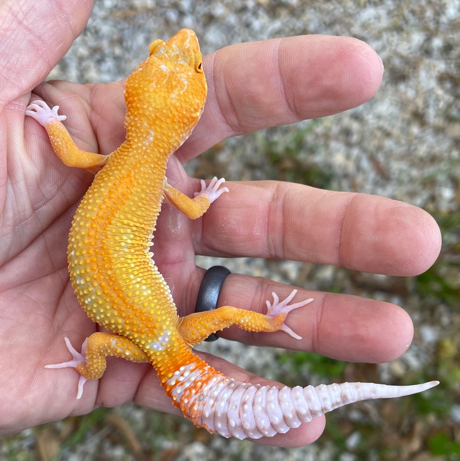 Magma Rainwater X Ramsey Tang (75%blood X 25% Pacific Green) Leopard ...