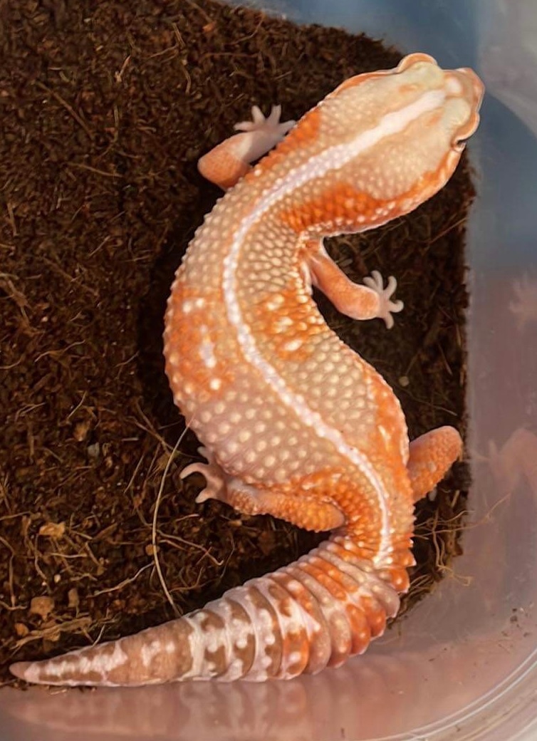 White Out Amel 100 % Het Patternless African Fat-Tailed Gecko by Wet ...