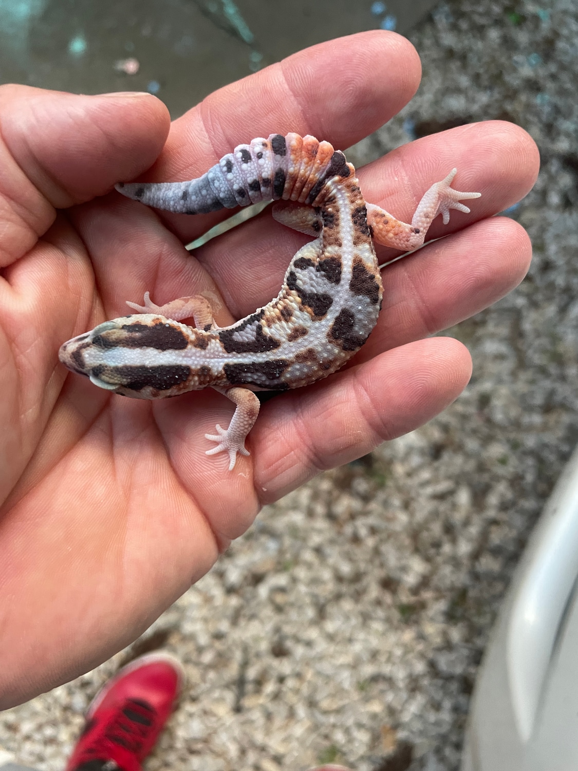 Whiteout Het Amel Prohorchik Line Pos. Het Oreo And Patternless African ...