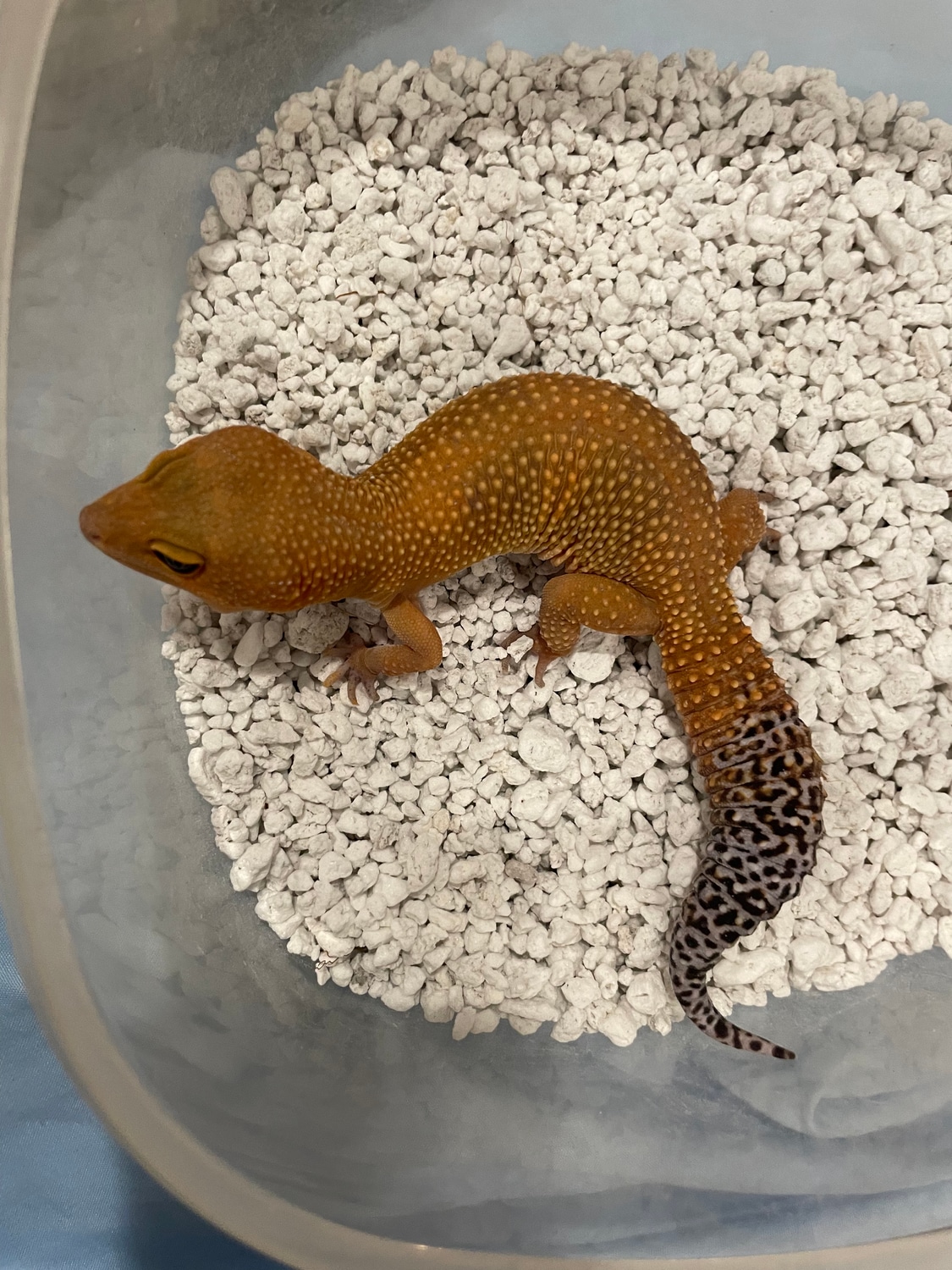 Blood 75% X Pacific Green 25% Tangerine Produced By Chad Ramsey Leopard ...