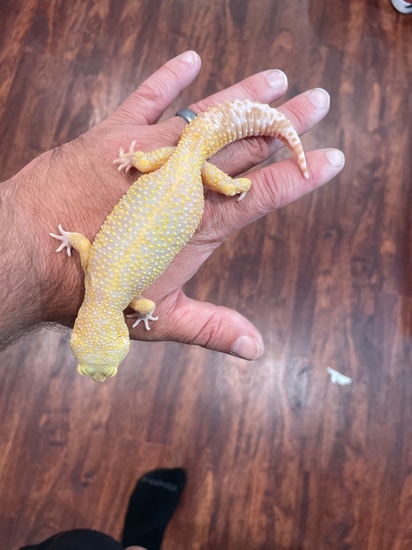 Proven Magma Stripe Rainwater Leopard Gecko by Wet Geckos