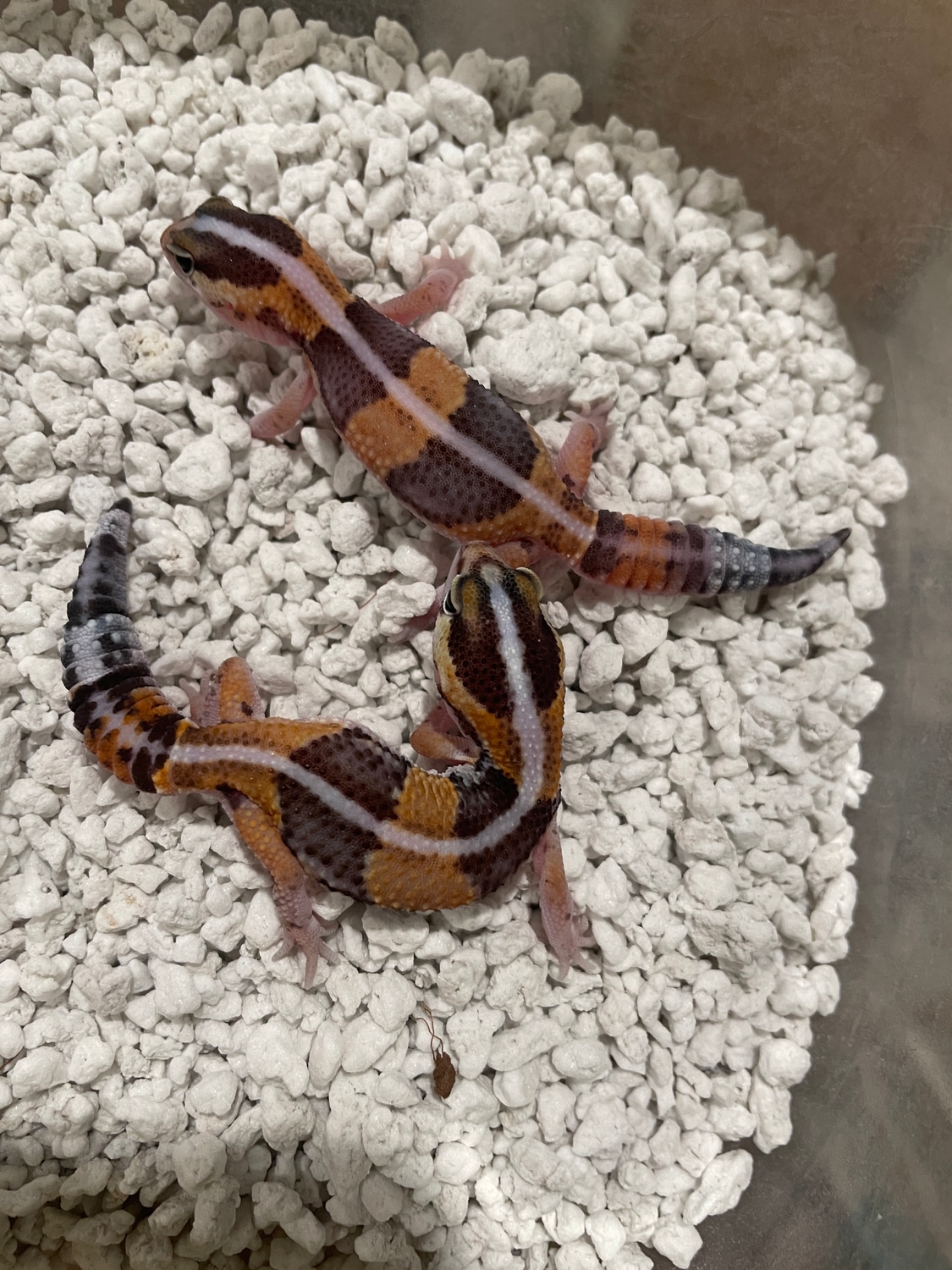 Tangerine Het Amel, Pos Het Patternless And Oreo African Fat-Tailed ...