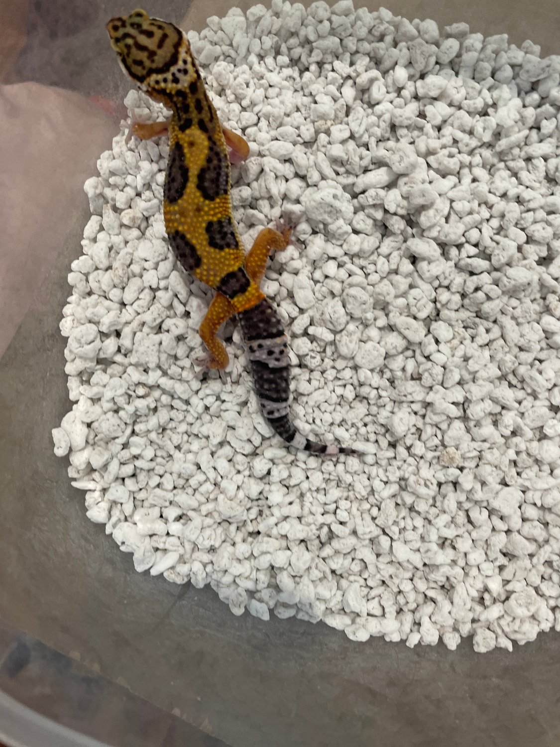 Normal Het Rainwater Sire Is Lava Firewater Leopard Gecko by Wet Geckos ...