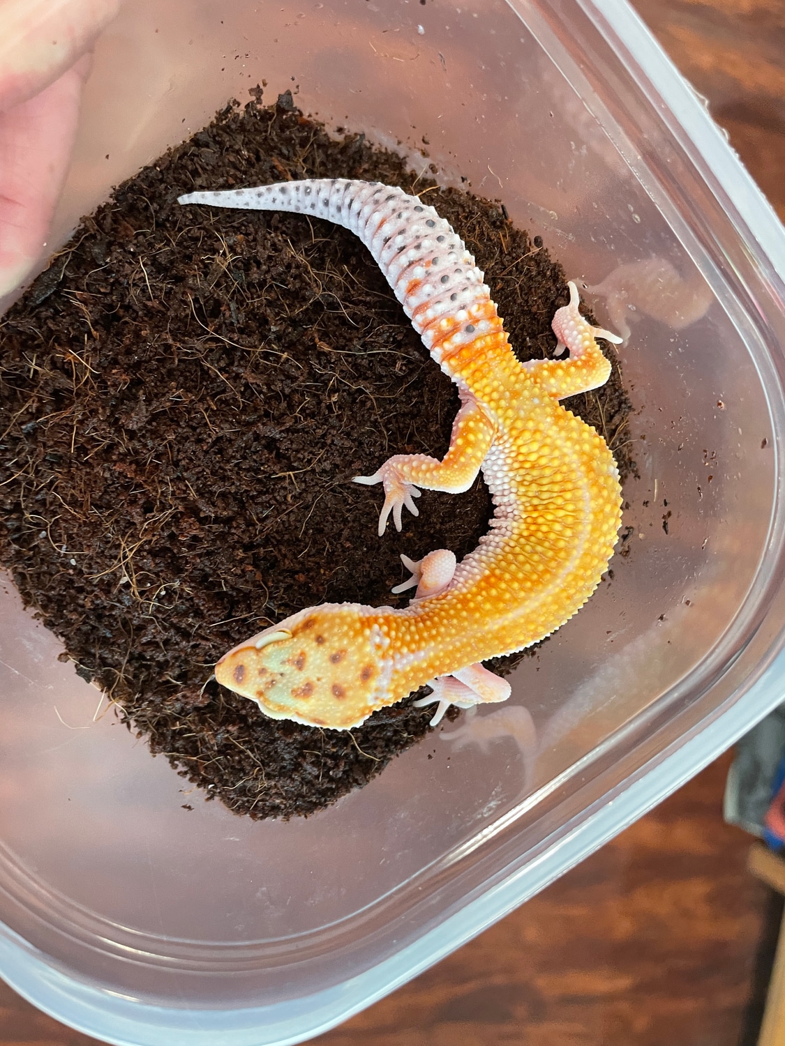 White And Yellow Het Rainwater Leopard Gecko by Wet Geckos - MorphMarket