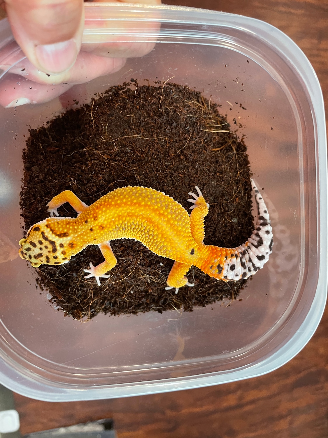 Blackwater Het X Firewater Female Leopard Gecko by Wet Geckos - MorphMarket