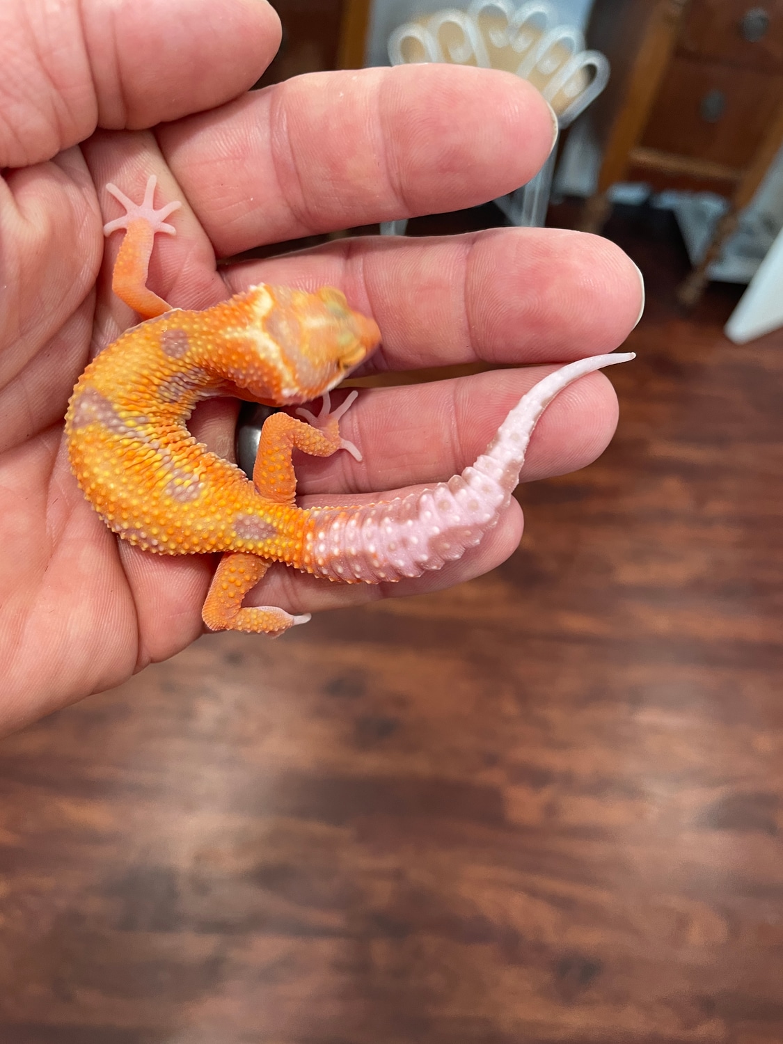 Lava Firewater Cross Leopard Gecko by Wet Geckos - MorphMarket