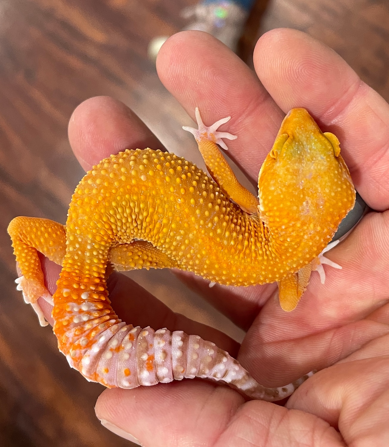 Firewater X Blood Pacific Green ( Rainwater ) Leopard Gecko by Wet ...
