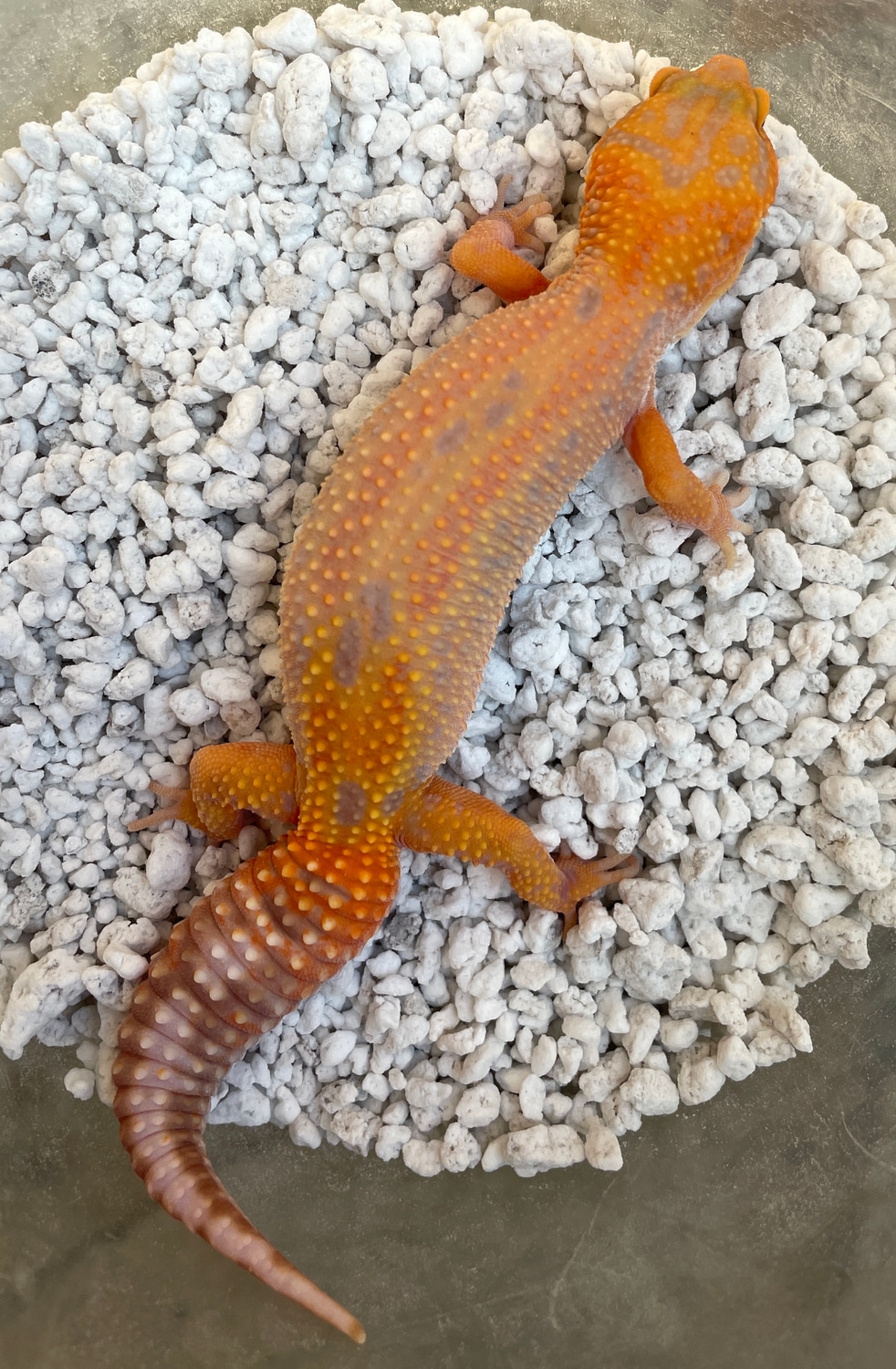 Firewater X Magma Leopard Gecko by Wet Geckos - MorphMarket