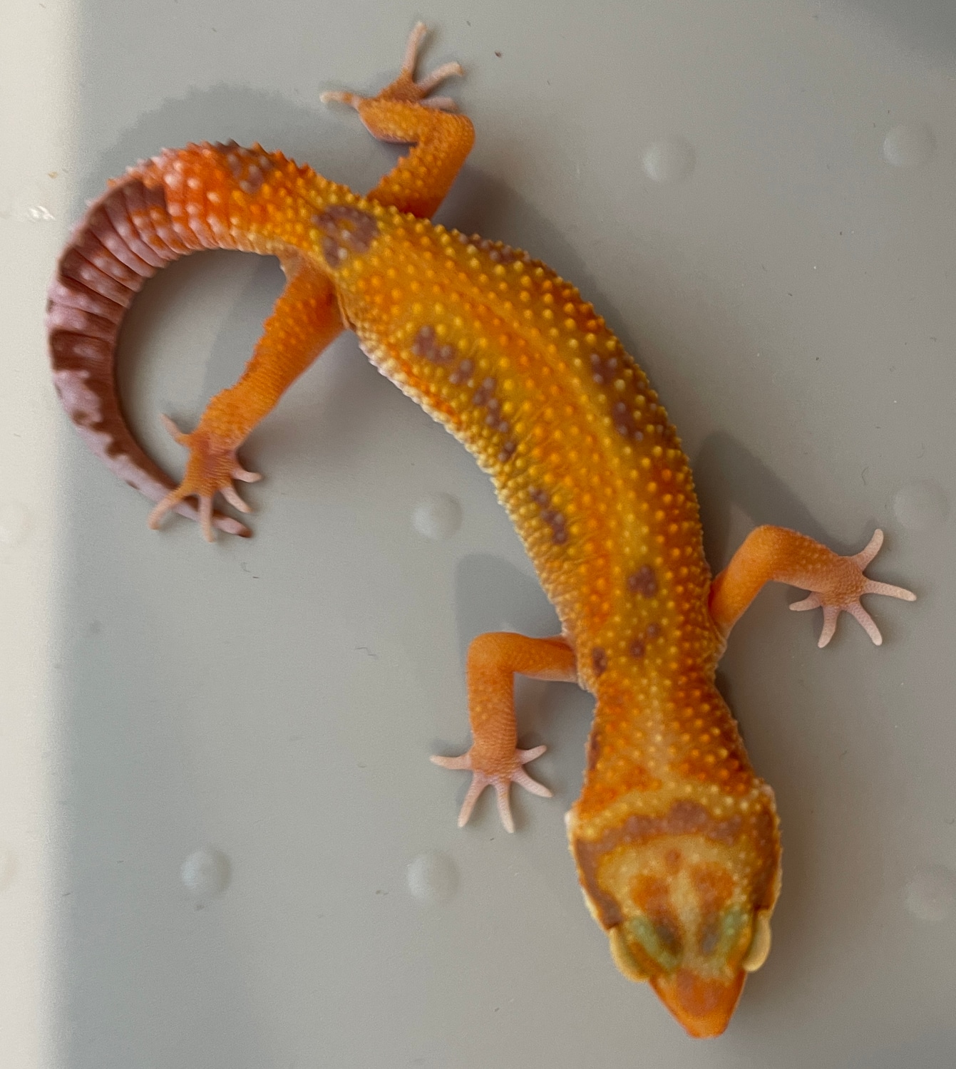 Rainwater Leopard Gecko by Wet Geckos - MorphMarket