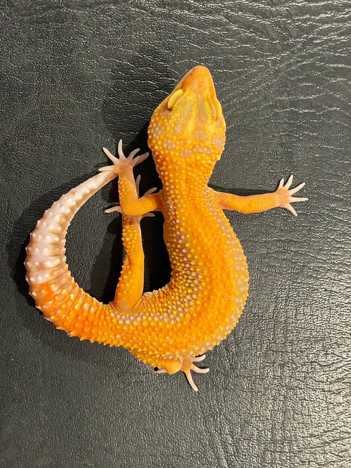 Magma X Lava Firewater Leopard Gecko by Wet Geckos - MorphMarket