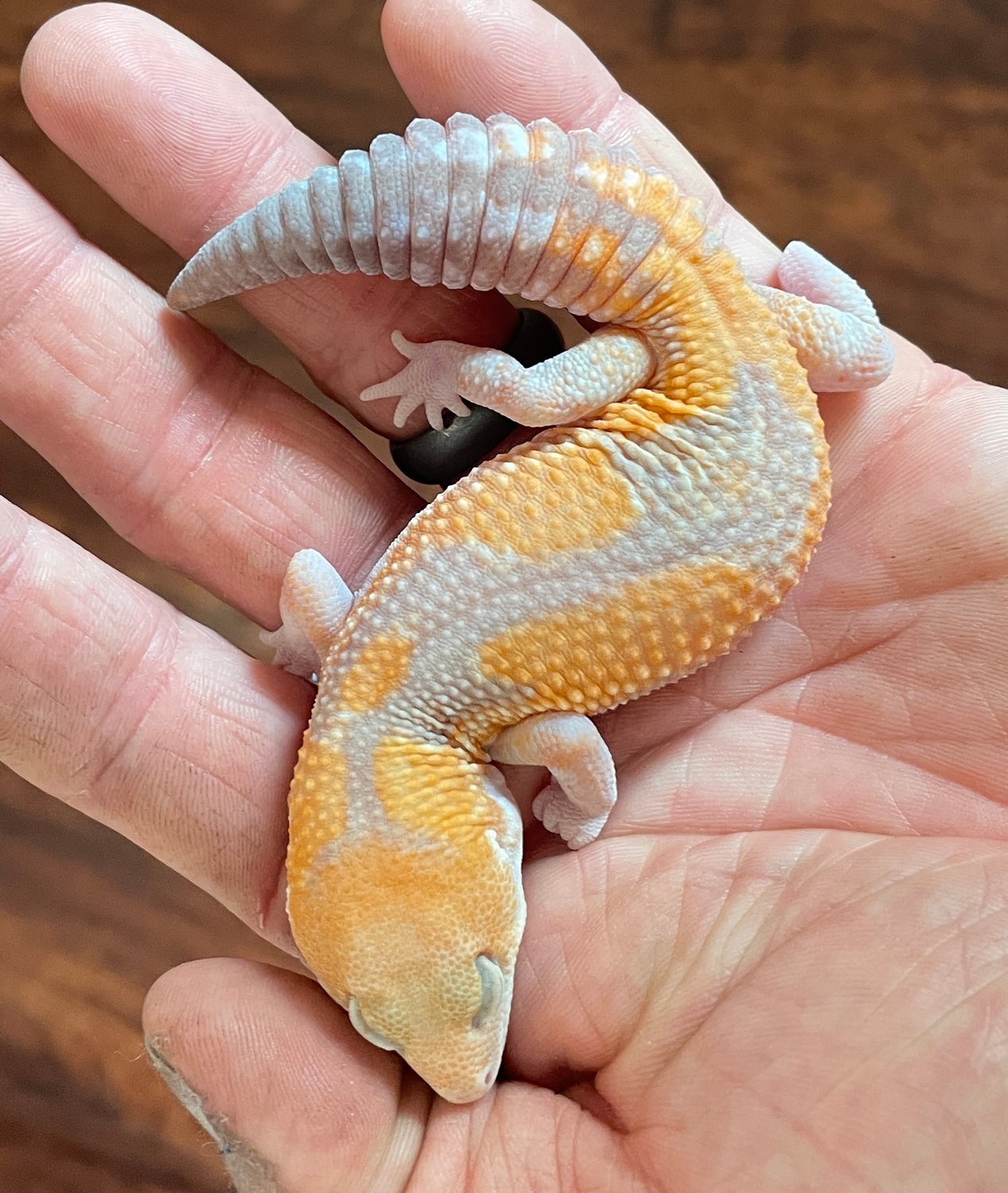 Amel Zulu 66% Het Oreo African Fat-Tailed Gecko by Wet Geckos - MorphMarket