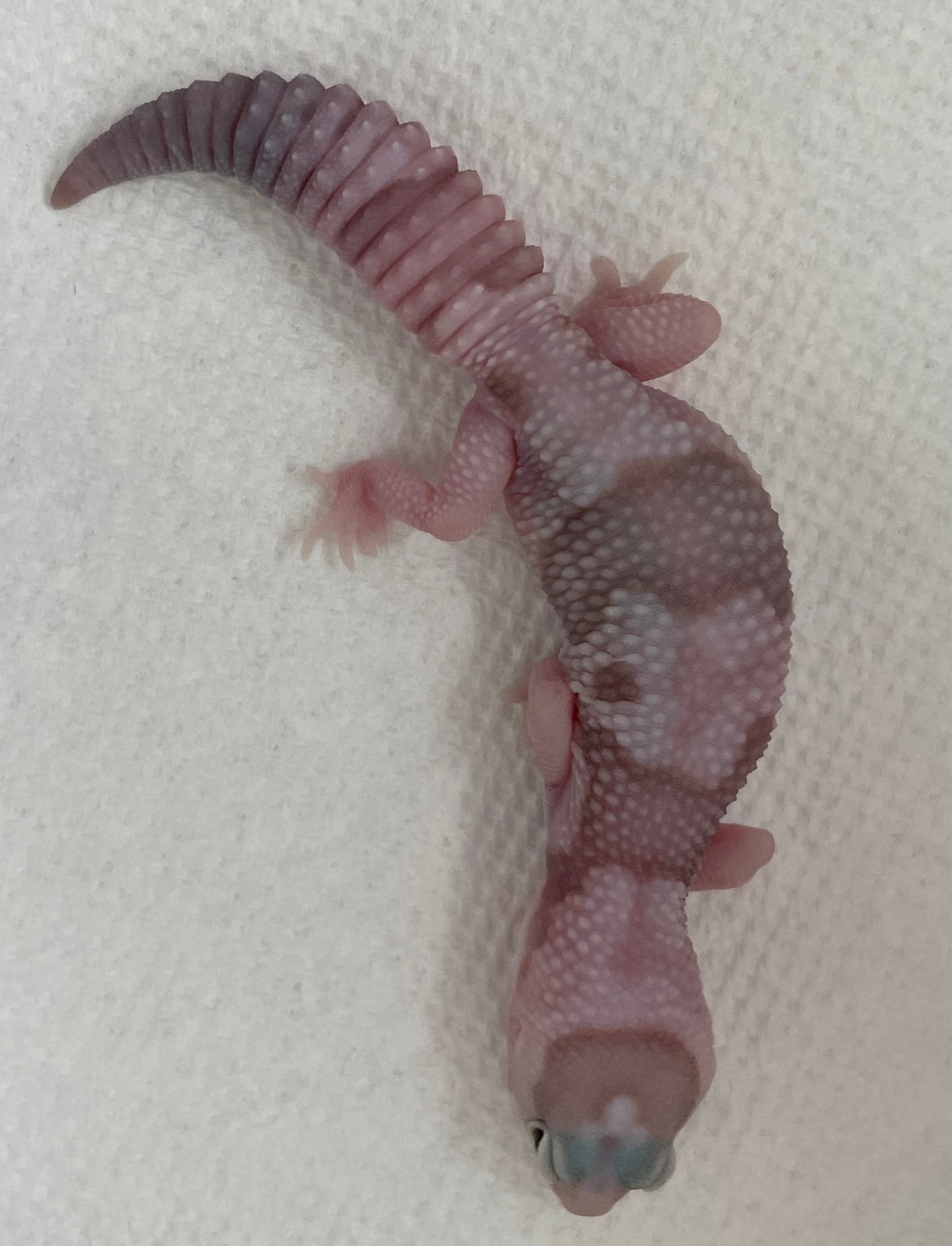 White Out Oreo Amelanistic Pos Het Patty Pos Het Zulu African Fat ...