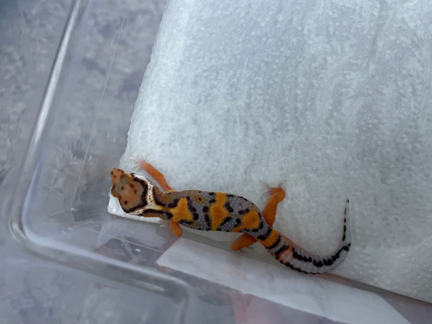 Probable Male Black Night Het Rainwater X Black Night Het Rainwater ...