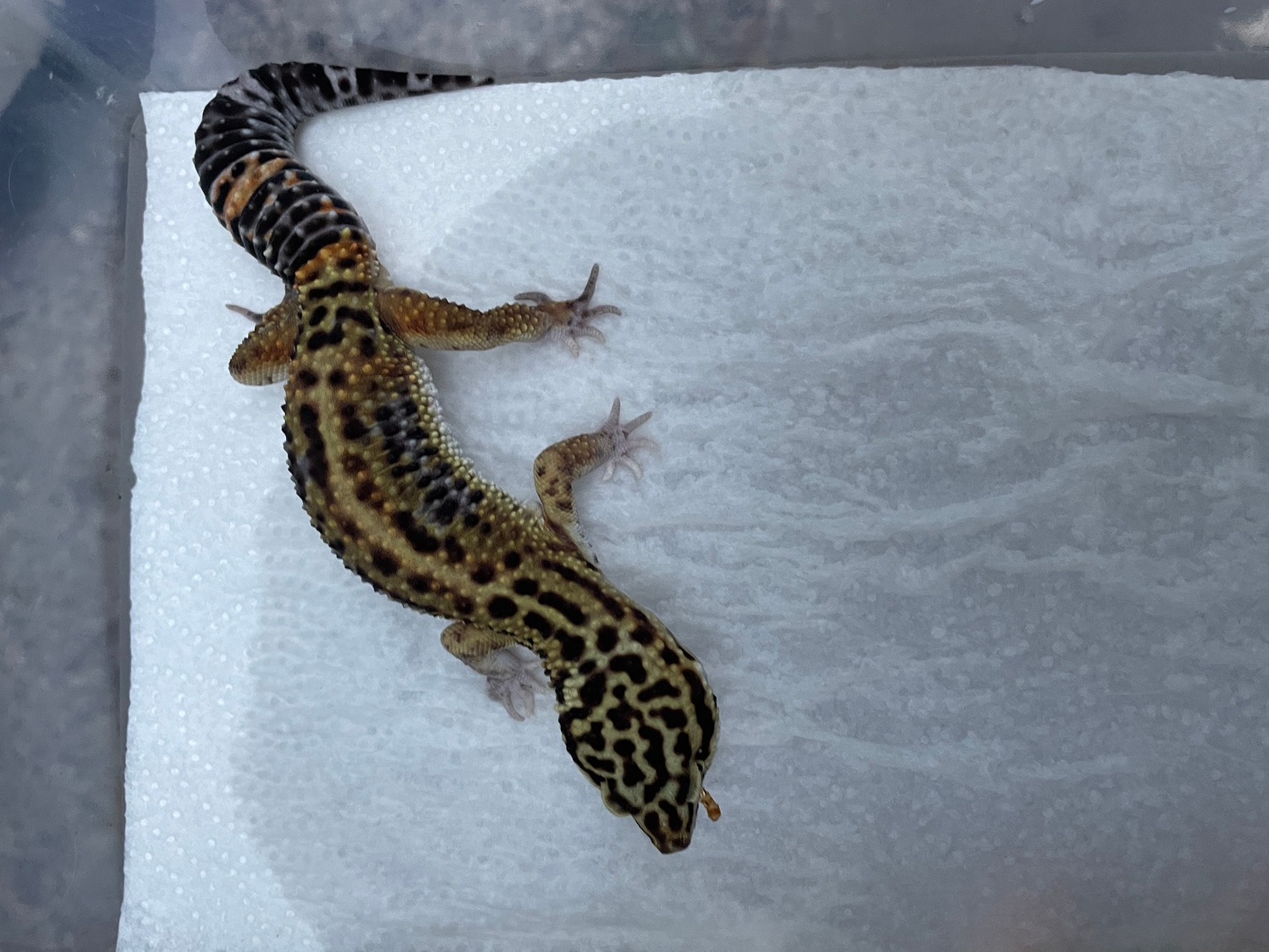 Black Night Possible Het Rainwater Leopard Gecko by Wet Geckos ...
