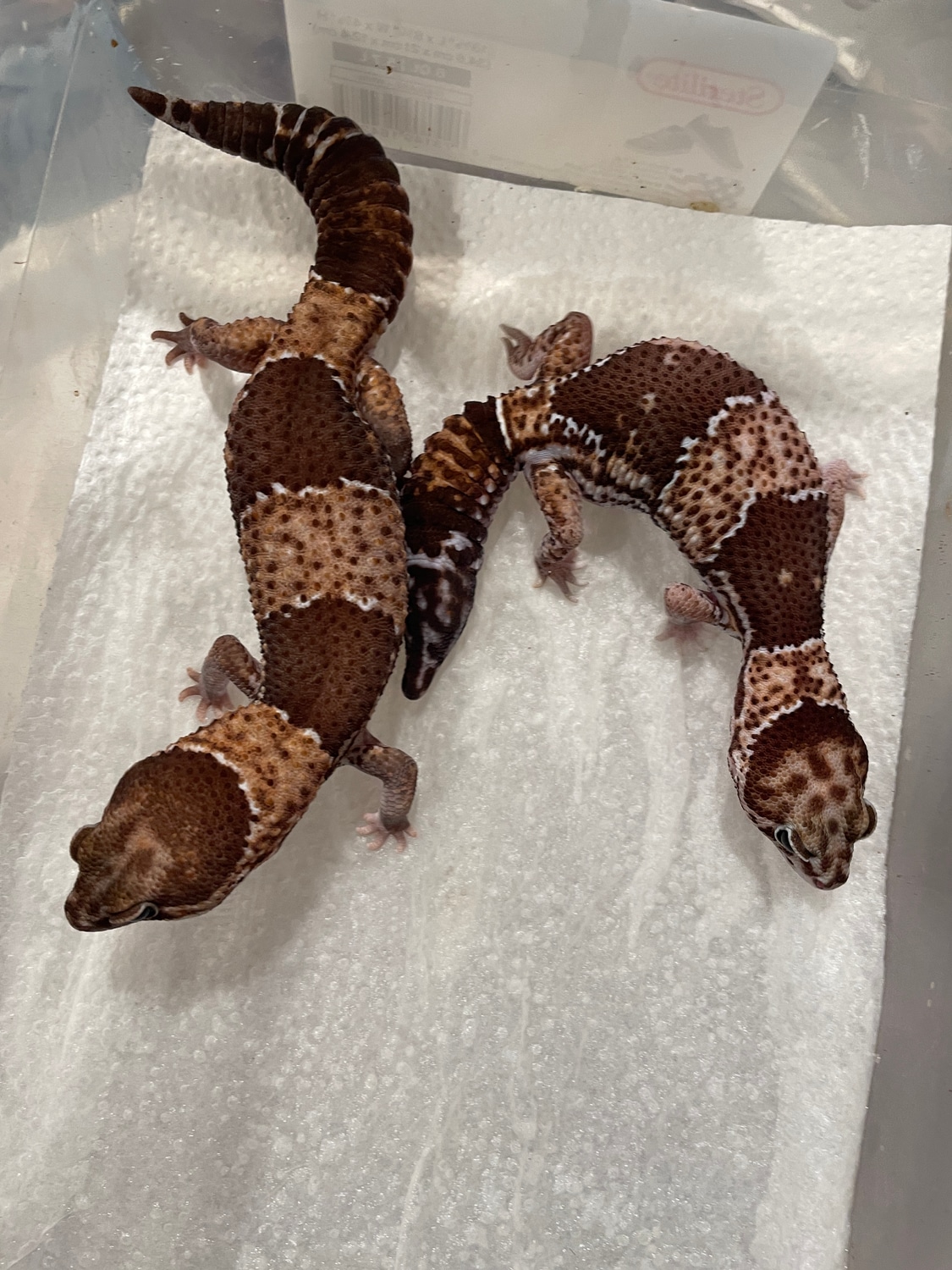 2020 Proven Pair Banded Het Amel, Zulu, Pos Het Caramel African Fat ...