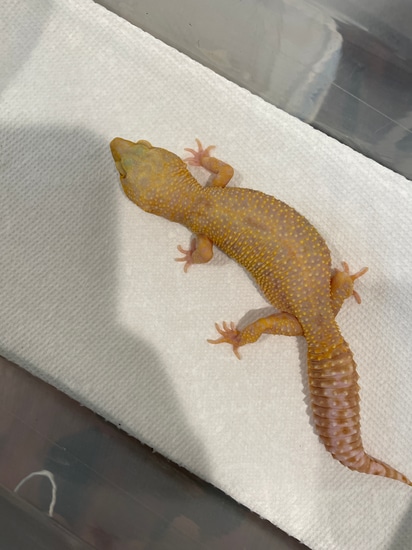 2020 Female Magma Rainwater Leopard Gecko by Wet Geckos