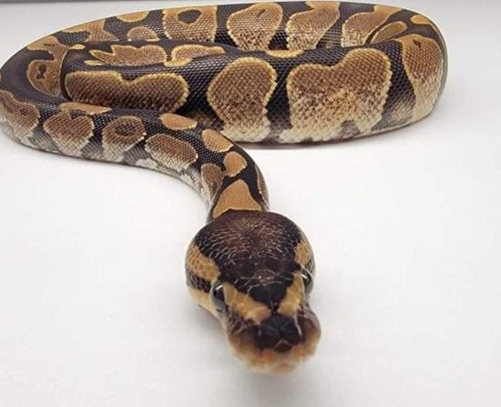Enchi Sugar Ball Python by Wet Pet & Reptile