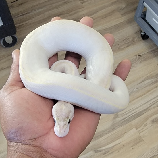 Enchi Ivory Ball Python by WetterMorph Constrictors