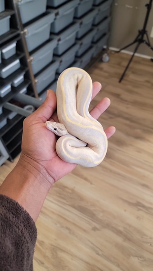Ivory Leo Ball Python by WetterMorph Constrictors