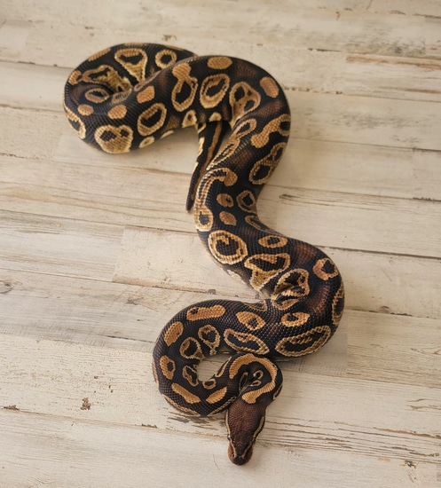 Hurricane Het Clown Ball Python by WetterMorph Constrictors