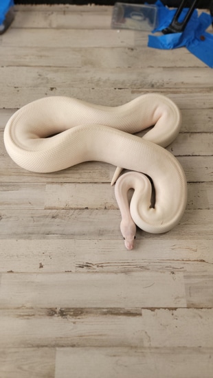 Ivory Het Pied Poss ( OD, Enchi) Ball Python by WetterMorph Constrictors