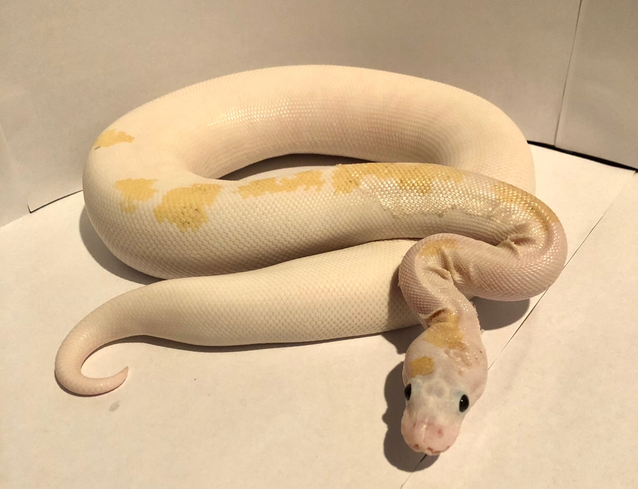 Super Fire Ball Python by Crystal Fire Pythons - MorphMarket