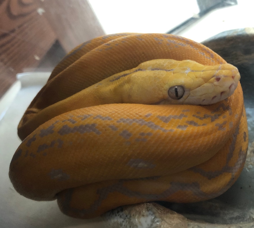 Lavendar Albino Motley Reticulated Python by Crystal Fire Pythons ...