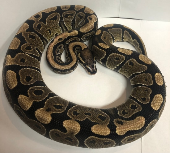Scaleless Head Possible Het Pied Ball Python by Crystal Fire Pythons