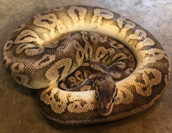 Pewter Ball Python by Crystal Fire Pythons