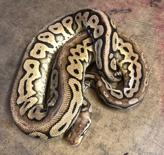 Pastel Red Axanthic Ball Python by Crystal Fire Pythons