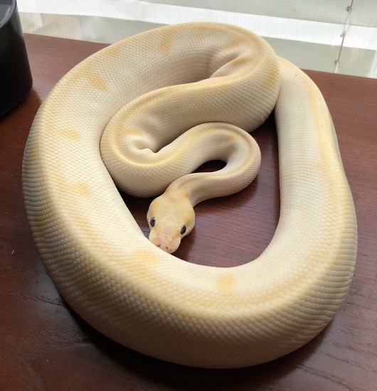 Super Pastel Enchi Champagne Ghost Ball Python by Crystal Fire Pythons
