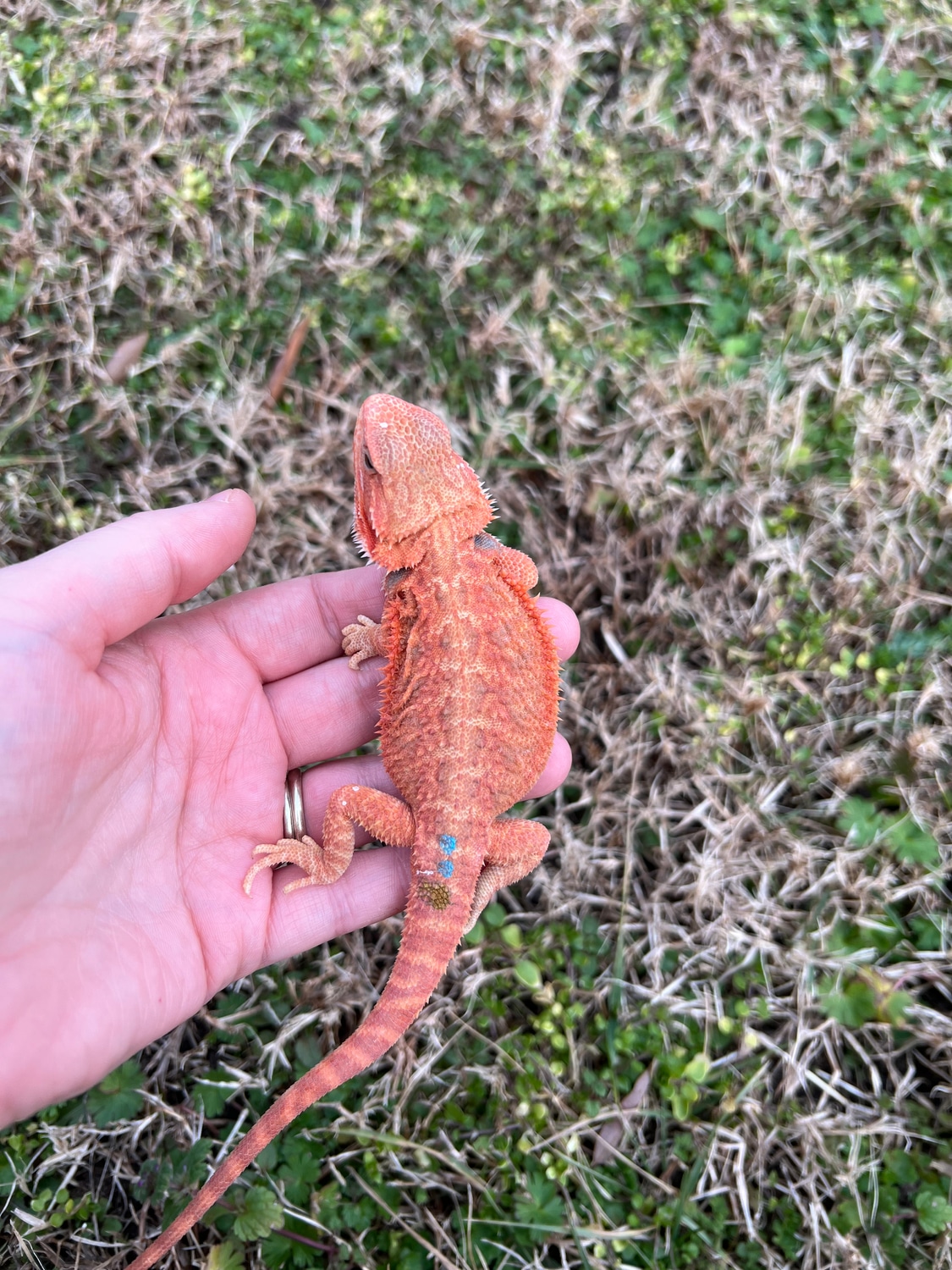Hypo Trans 100% Het Witblits Central Bearded Dragon by Whales Reptiles ...