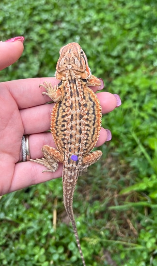 Het Zero/Hypo Central Bearded Dragon by Whales Reptiles