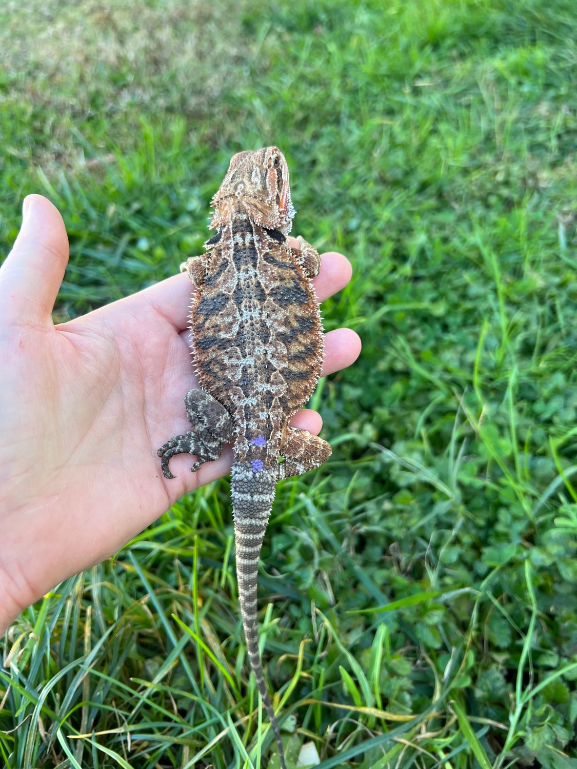 Het Zero Het Hypo Central Bearded Dragon by Whales Reptiles - MorphMarket