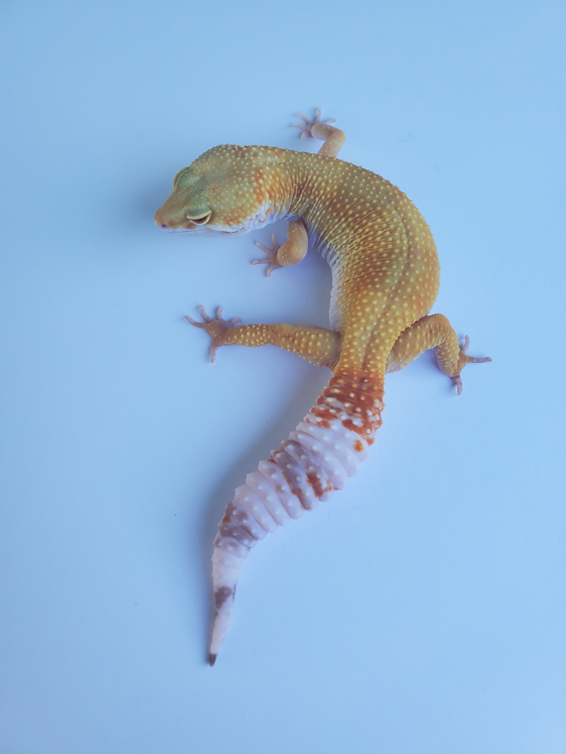 Sunglow Leopard Gecko by Wheatland Reptiles - MorphMarket