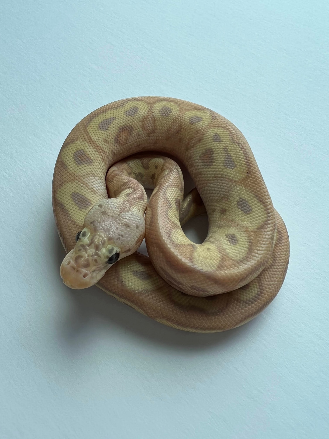 Pastel Banana Clown Ball Python by Wheatland Reptiles - MorphMarket