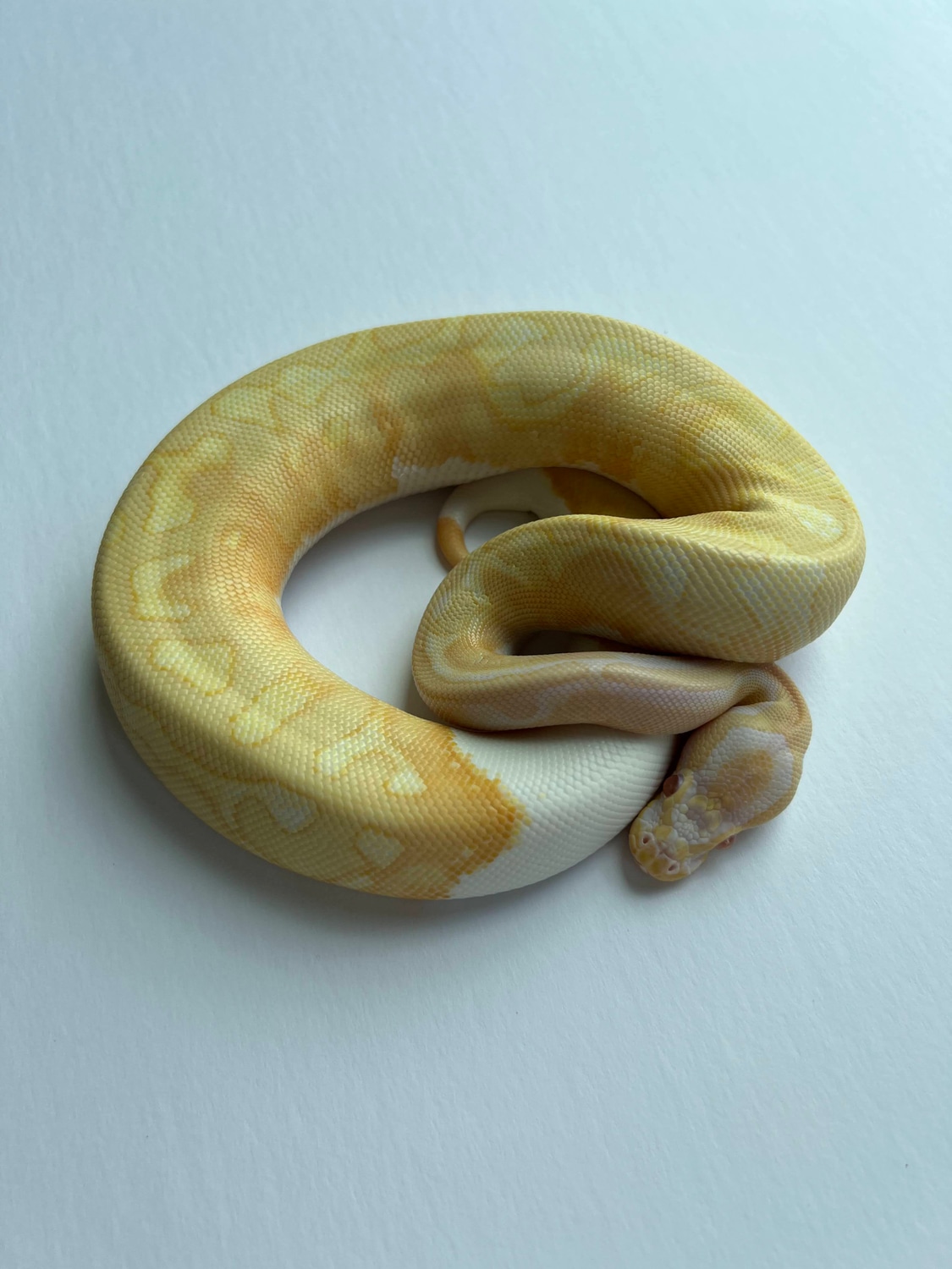 Albino Pied Ball Python by Wheatland Reptiles - MorphMarket