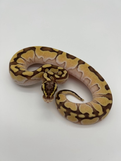 Pastel Enchi Butter Ball Python by Wheatland Reptiles