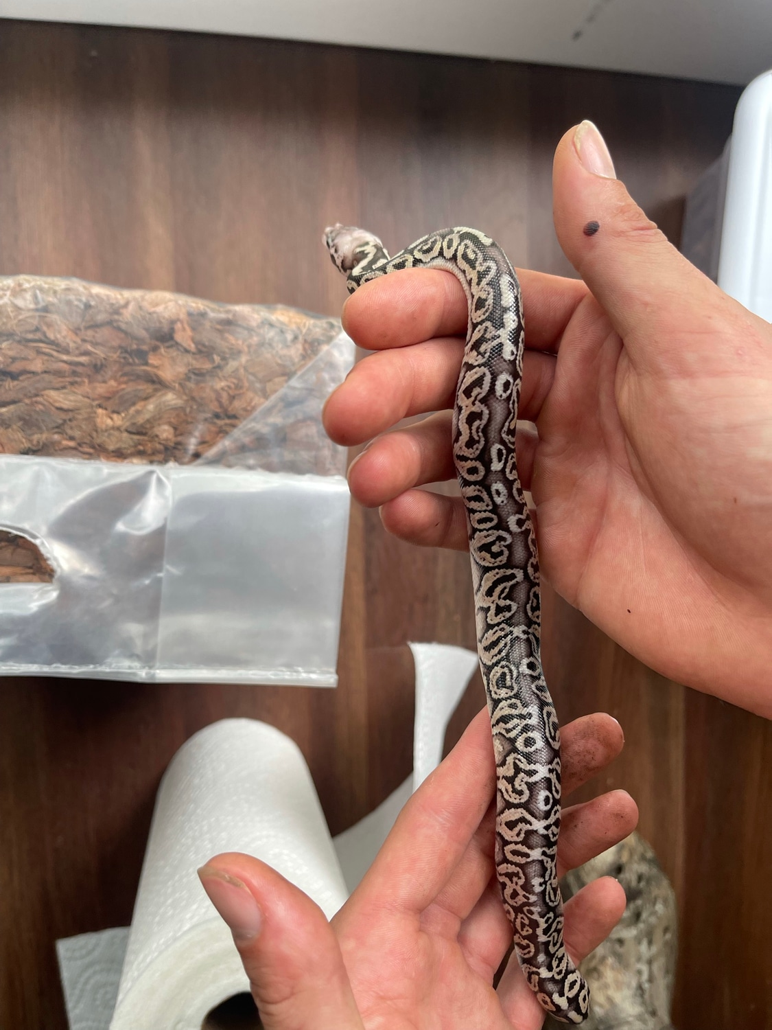 Black Pewter Het Clown Het Hypo Ball Python by Above Average Exotics ...