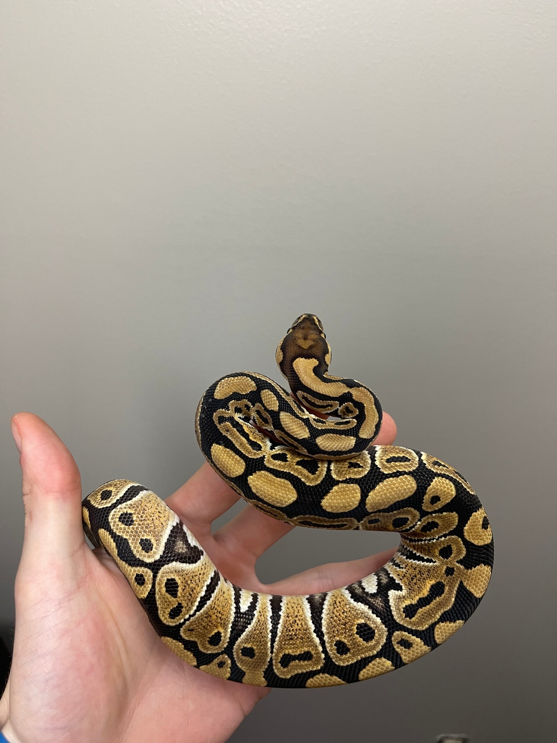 Het Clown Het Hypo Ball Python by Above Average Exotics - MorphMarket