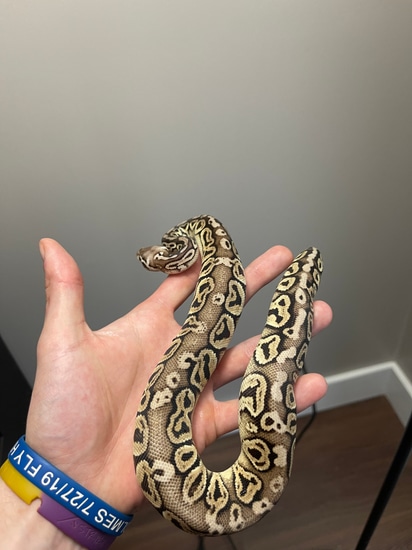 Black Pewter Het Clown Het Hypo Ball Python by Above Average Exotics