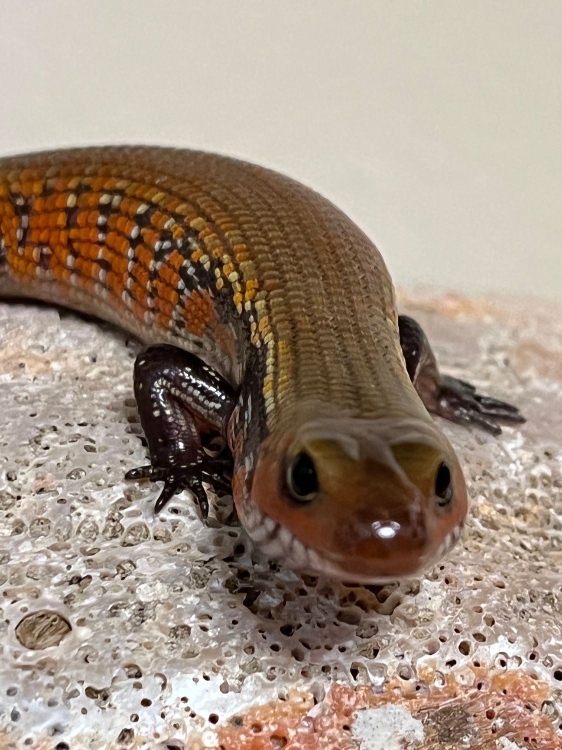 African Fire Skink Other Skink by Fire Skinks & More - MorphMarket