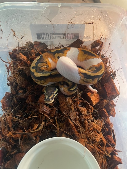 Piebald Ball Python by Whiskers Wings and Wild Things