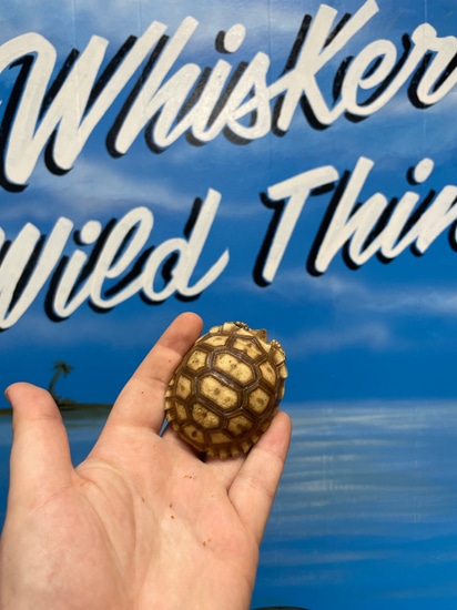 CB Sulcata Tortoise by Whiskers Wings and Wild Things