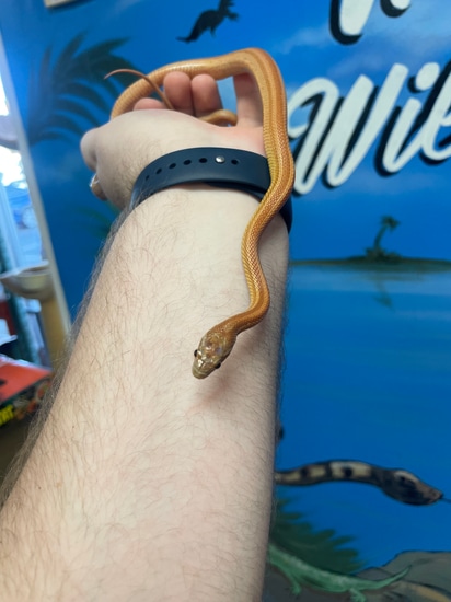 Stripe Corn Snake by Whiskers Wings and Wild Things