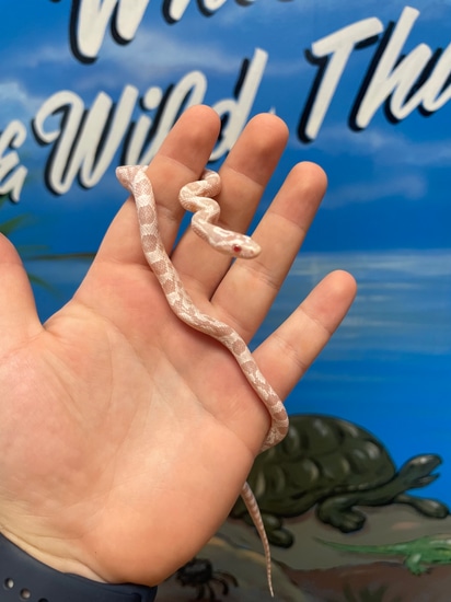 Snow Corn Snake by Whiskers Wings and Wild Things
